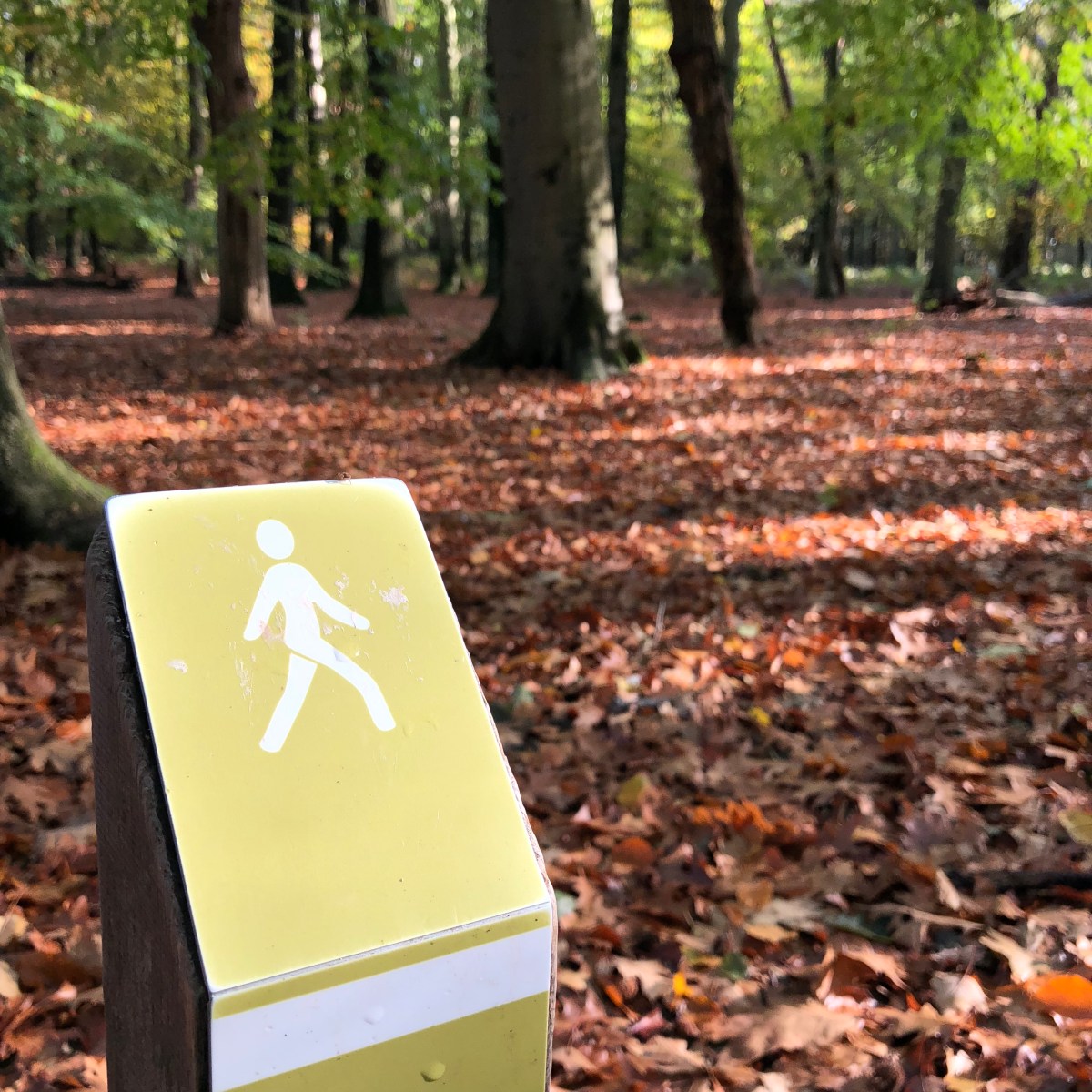 5x wandelen in Rhenen: boswandeling Utrechtse Heuvelrug en meer ...