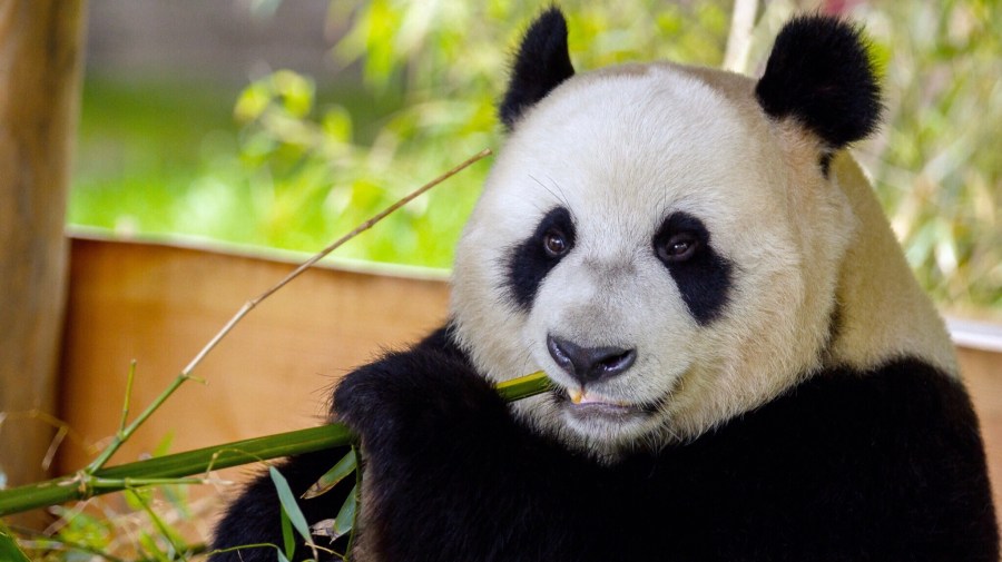 Ouwehands Dierenpark – VisitRhenen