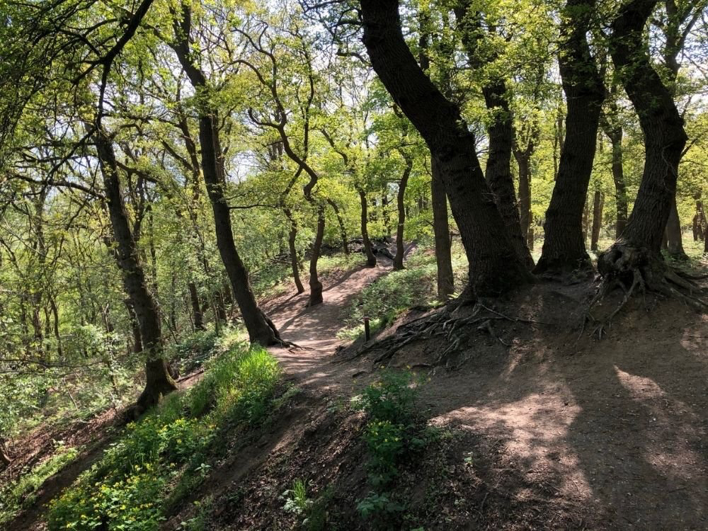 5x wandelen in Rhenen: boswandeling Utrechtse Heuvelrug en meer ...
