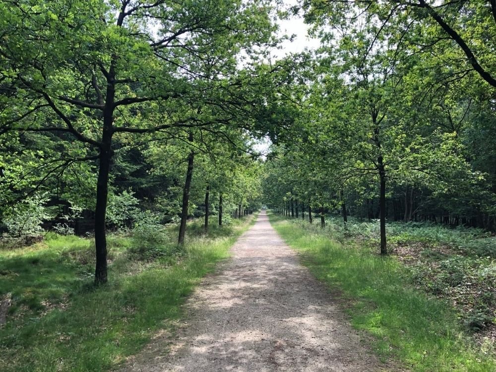 7x Wandelen in Amerongen: boswandeling, klompenpad en meer – VisitRhenen